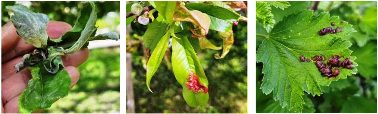 Kertbarát Magazin 8.- 2025. - VMNK.HU